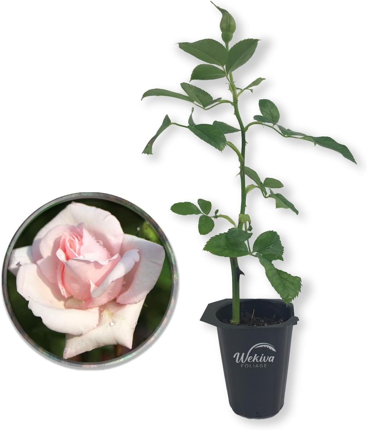 New Dawn Rose Bush - Live Starter Plant in a 2 Inch Pot - Beautiful ...