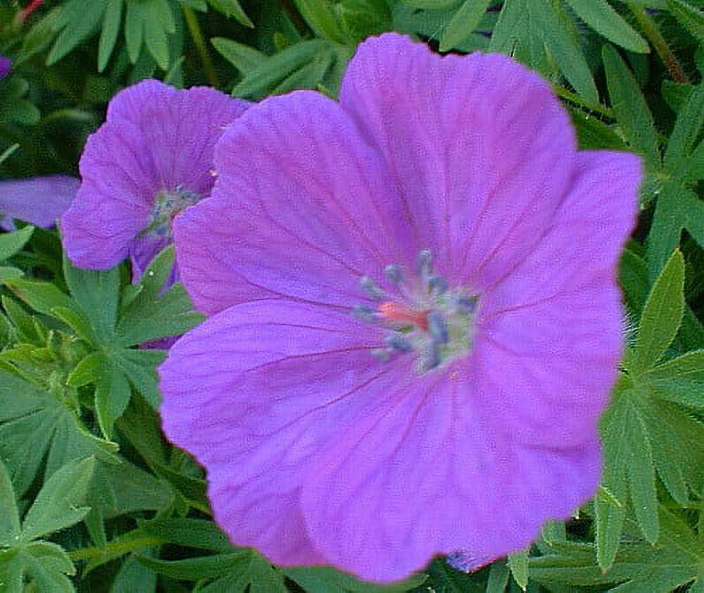 New Hampshire Purple Hardy Geranium - Magenta Purple Flowers - Gallon ...