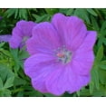 New Hampshire Purple Hardy Geranium - Magenta Purple Flowers - Gallon ...