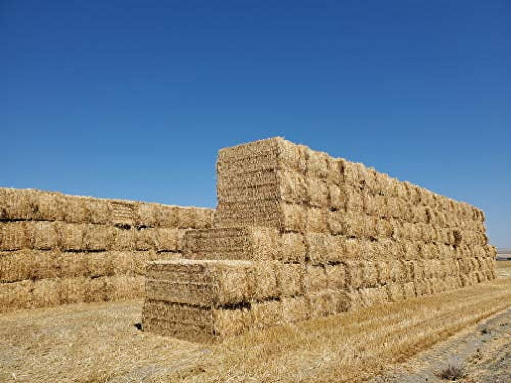 (New Harvest) Premium 100% Natural Wheat Straw Grass Harvested 2022 ...