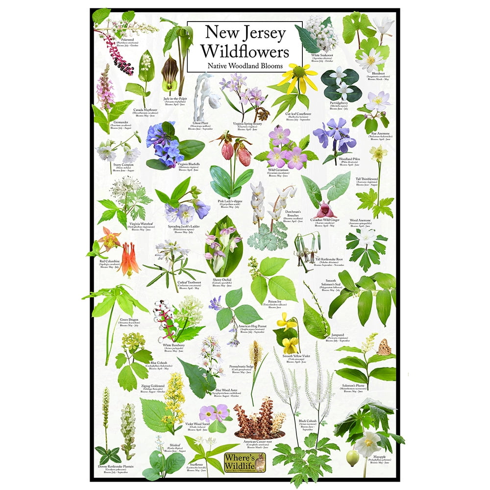 New Jersey Wildflowers Poster - Native Woodland Blooms - Educational ...