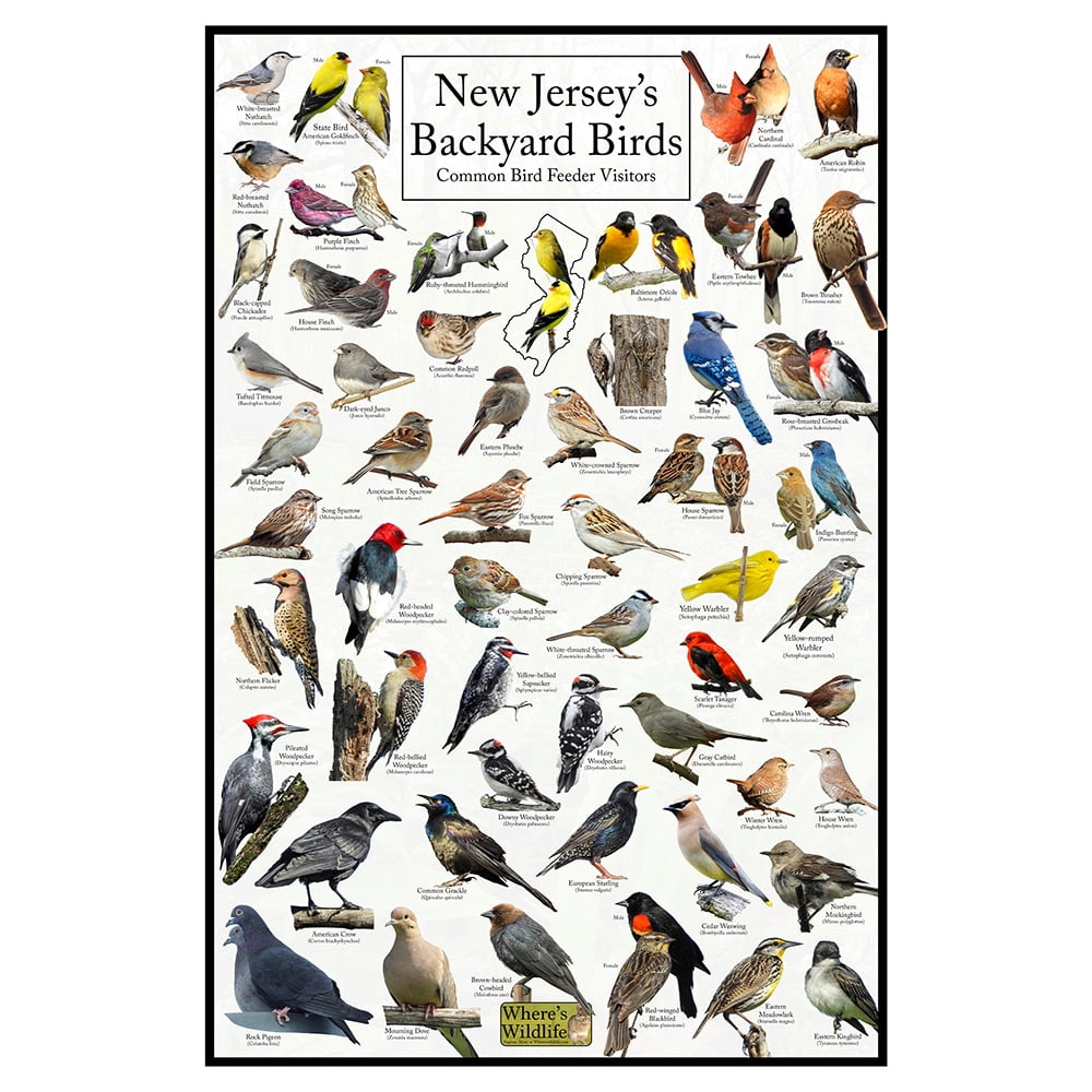 New Jersey's Backyard Birds Poster - New Jersey Bird Chart Highlighting ...