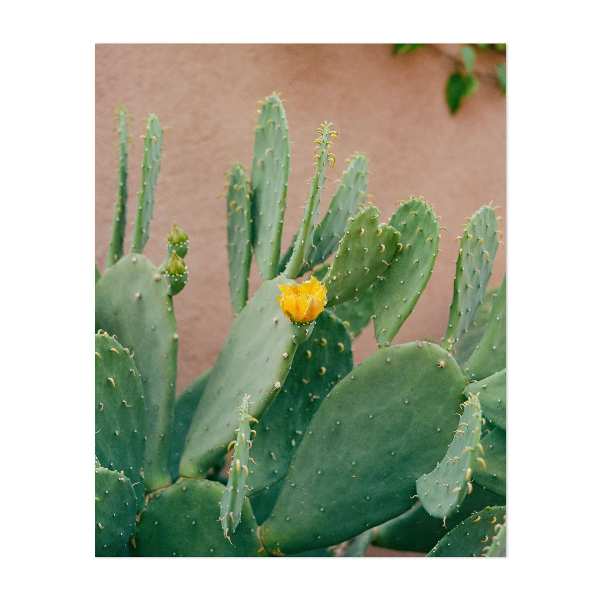 New Mexico Cactus - Albuquerque New Mexico Photography Cactus Desert ...