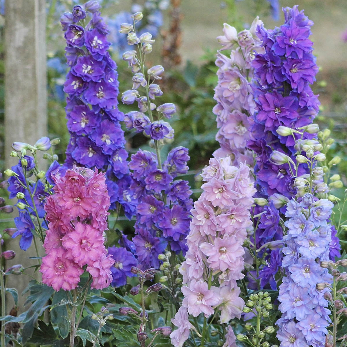 New Millenium Mini Stars Multi-Color Flowering Delphinium Mixture ...