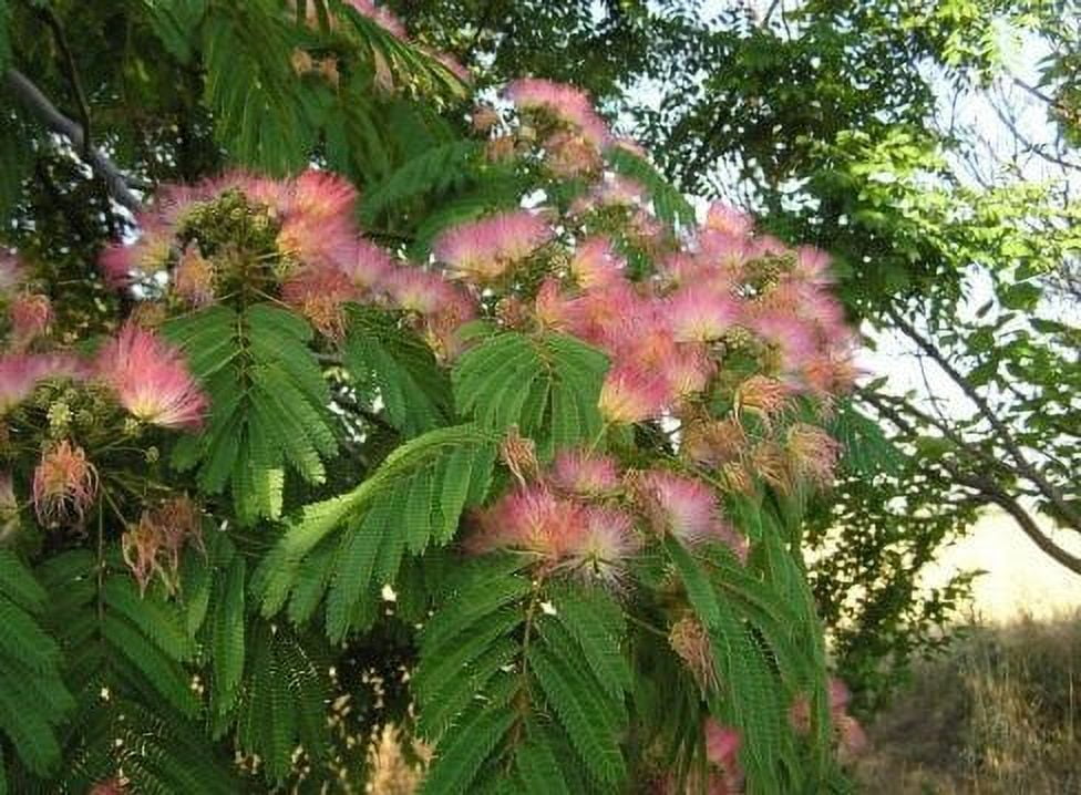 New Mimosa Silk Tree, Albizia julibrissin, 30 Seeds (Fast, Hardy, Showy ...