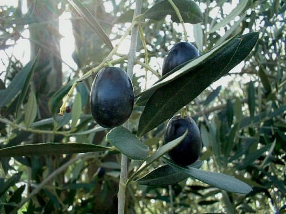 New Olive , OLIVE TREE , Fruit , Olea Europaea , 15 SEEDS ! - Walmart.com