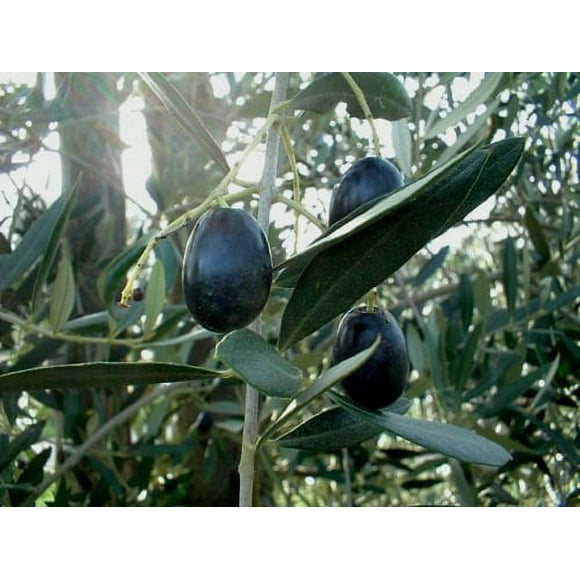 Olea Europaea Arbequina