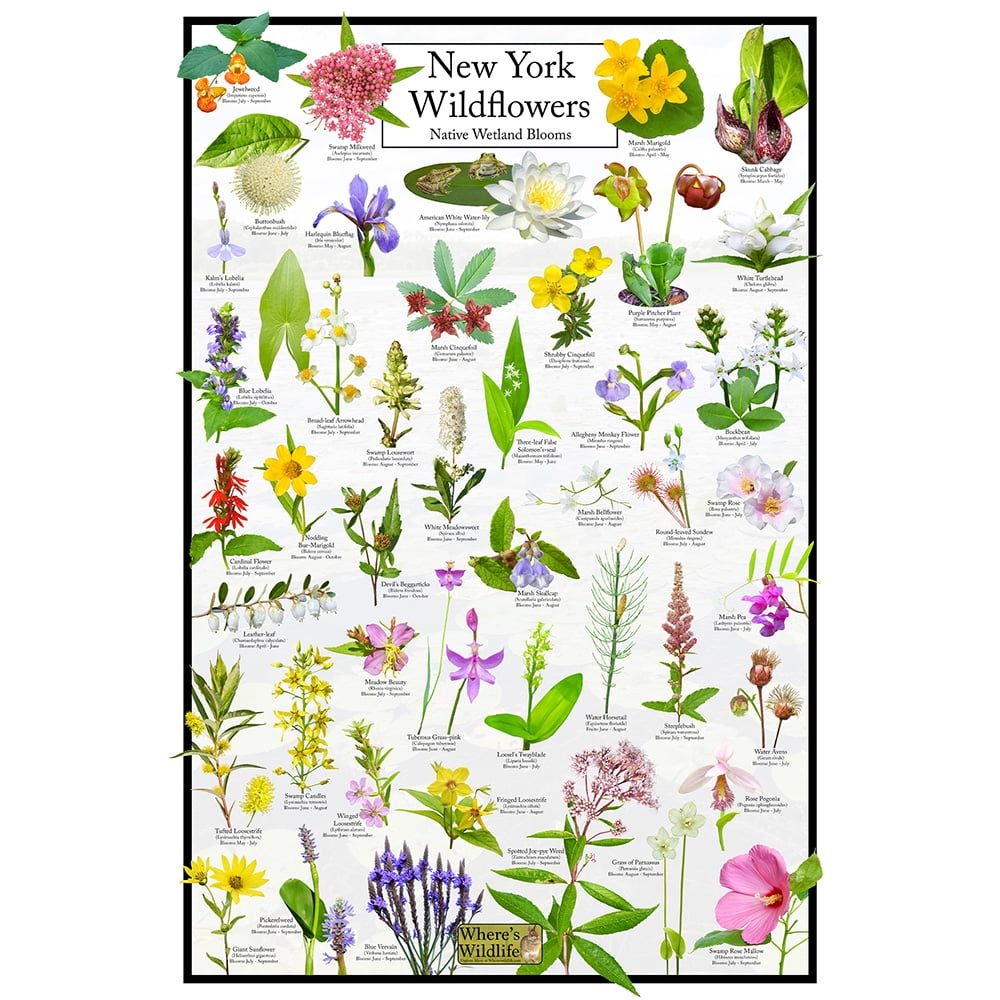 New York Wildflowers Poster - Native Wetland Blooms - Educational ...