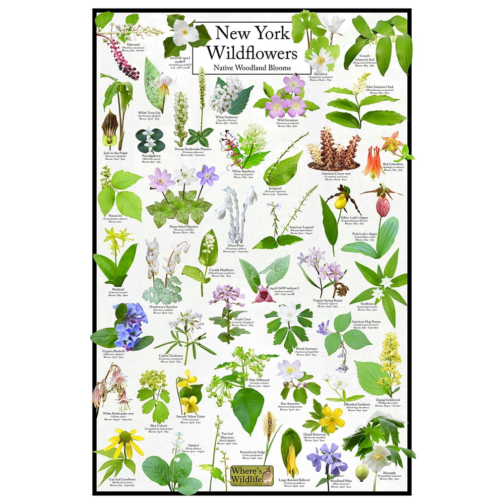 New York Wildflowers Poster - Native Woodland Blooms - Educational ...