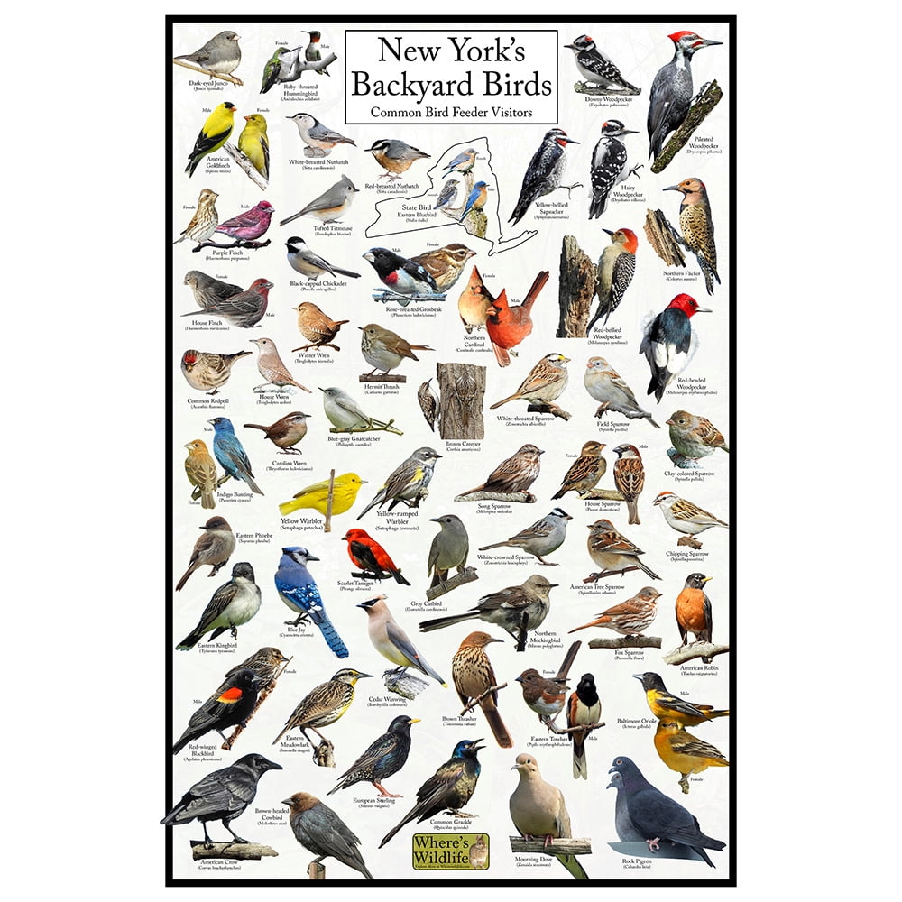 New York's Backyard Birds Poster - New York Bird Chart Highlighting ...