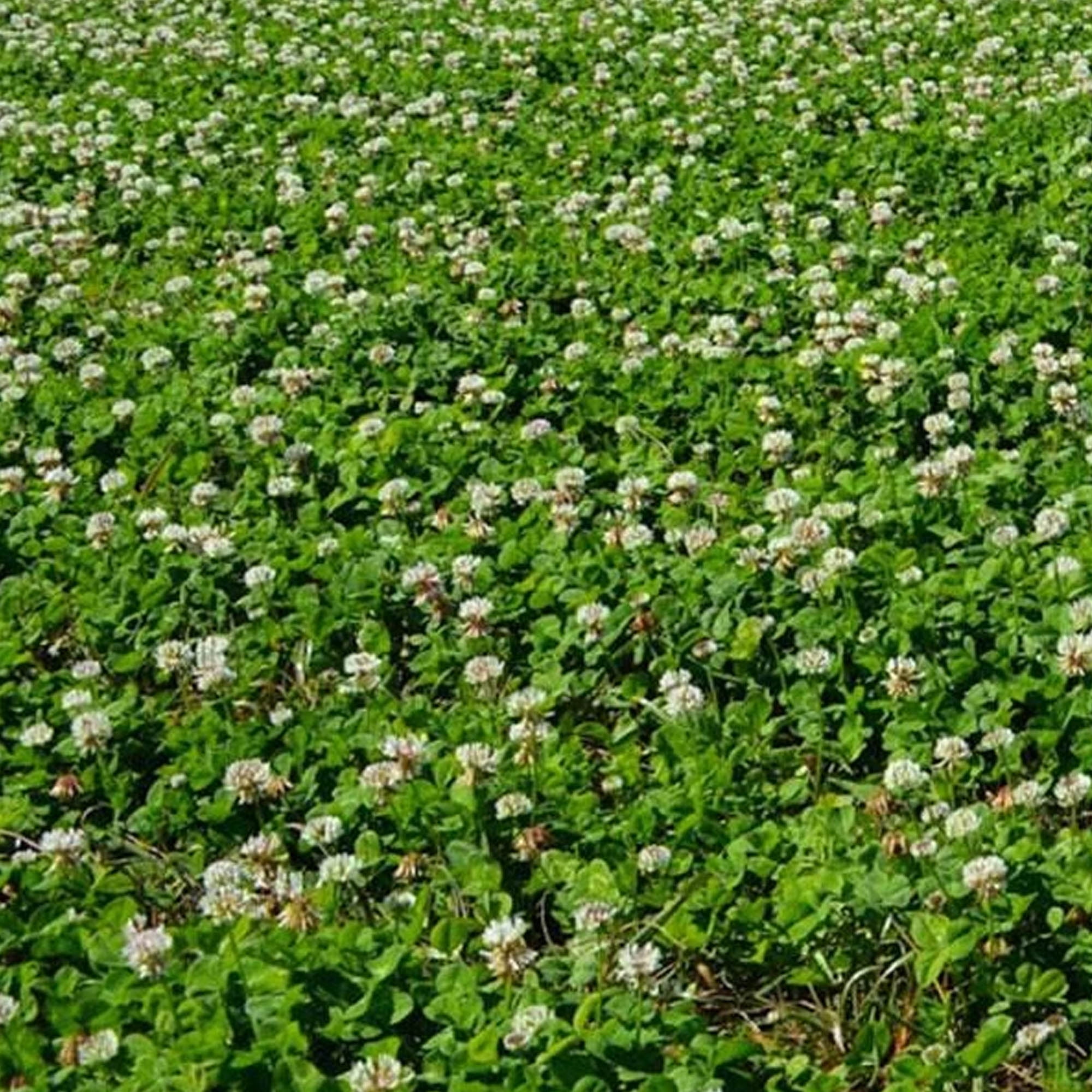 New Zealand Clover - 1 OZ ~46,875 Seeds - Non-GMO, Open Pollinated ...