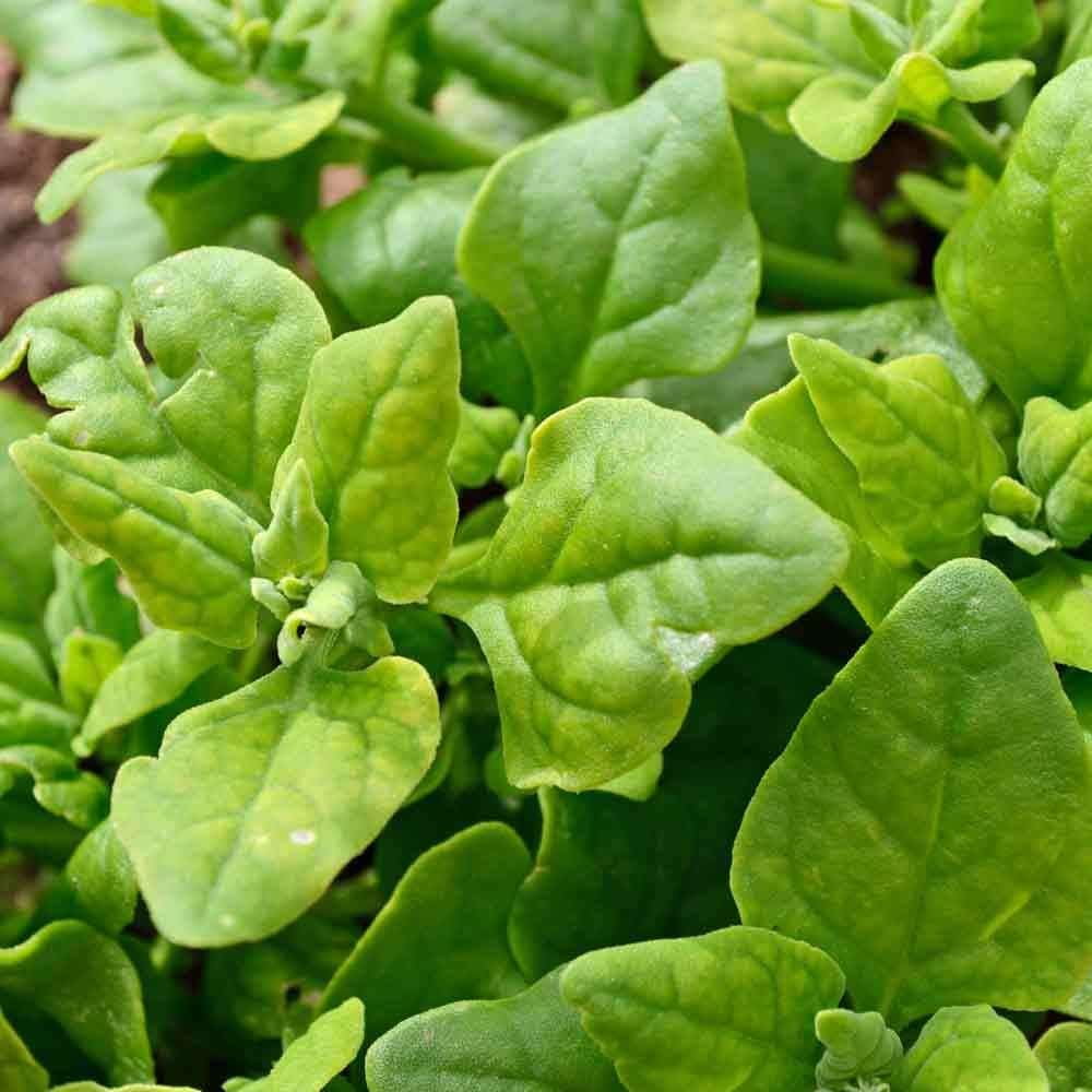 New Zealand Spinach Seeds for Planting, 100+ Heirloom Seeds Per Packet ...