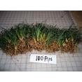 New and Healthy DWARF MONDO GRASS 100 PIPS EVERGREEN GROUND COVER ROCK ...
