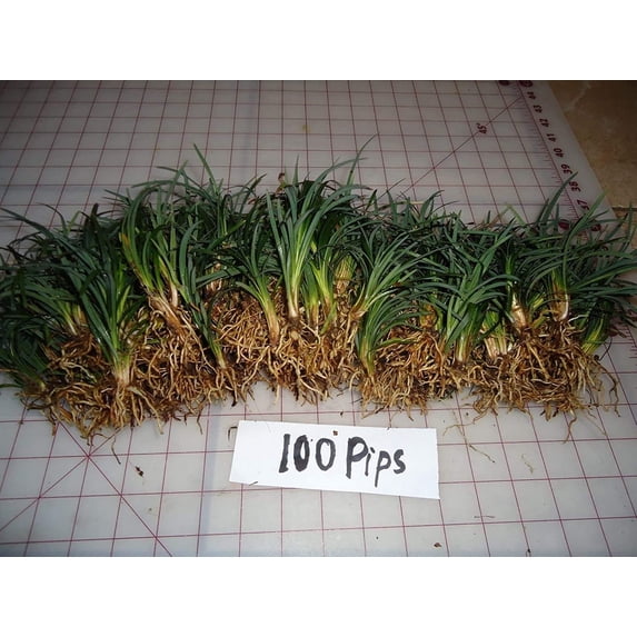 New and Healthy DWARF MONDO GRASS 100 PIPS EVERGREEN GROUND COVER ROCK ...