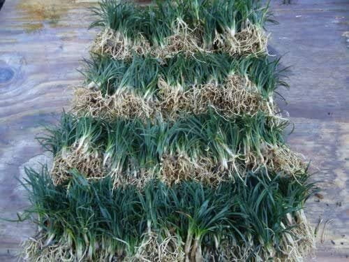 New and Healthy DWARF MONDO GRASS 220 PIPS EVERGREEN GROUND COVER ROCK ...