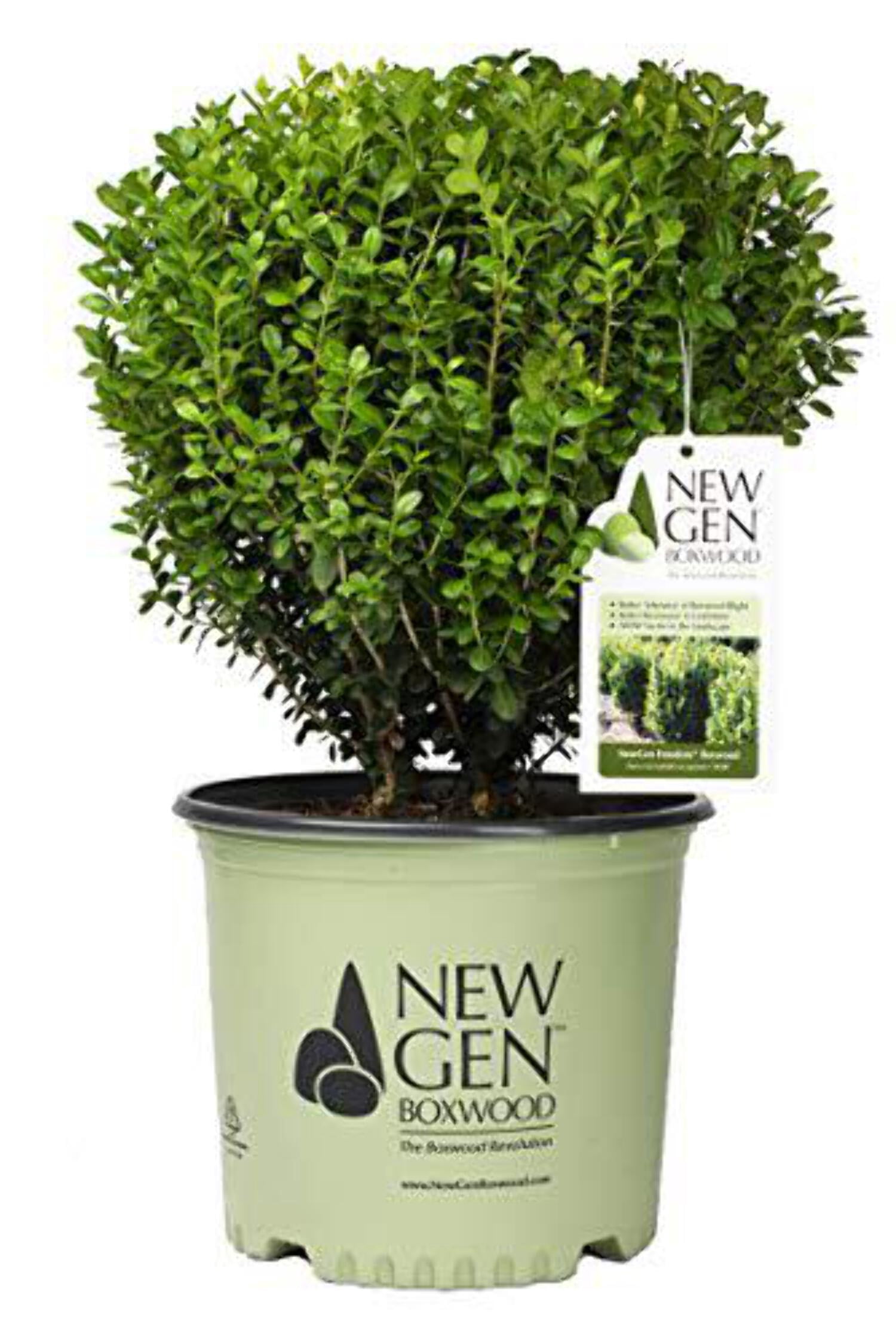 NewGen Freedom® Boxwood - Walmart Business Supplies