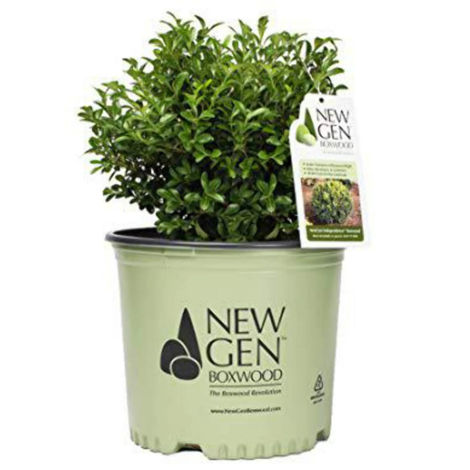 NewGen™ Independence® Boxwood - Buxus ‘SB 108’ PP28888 - Walmart.com