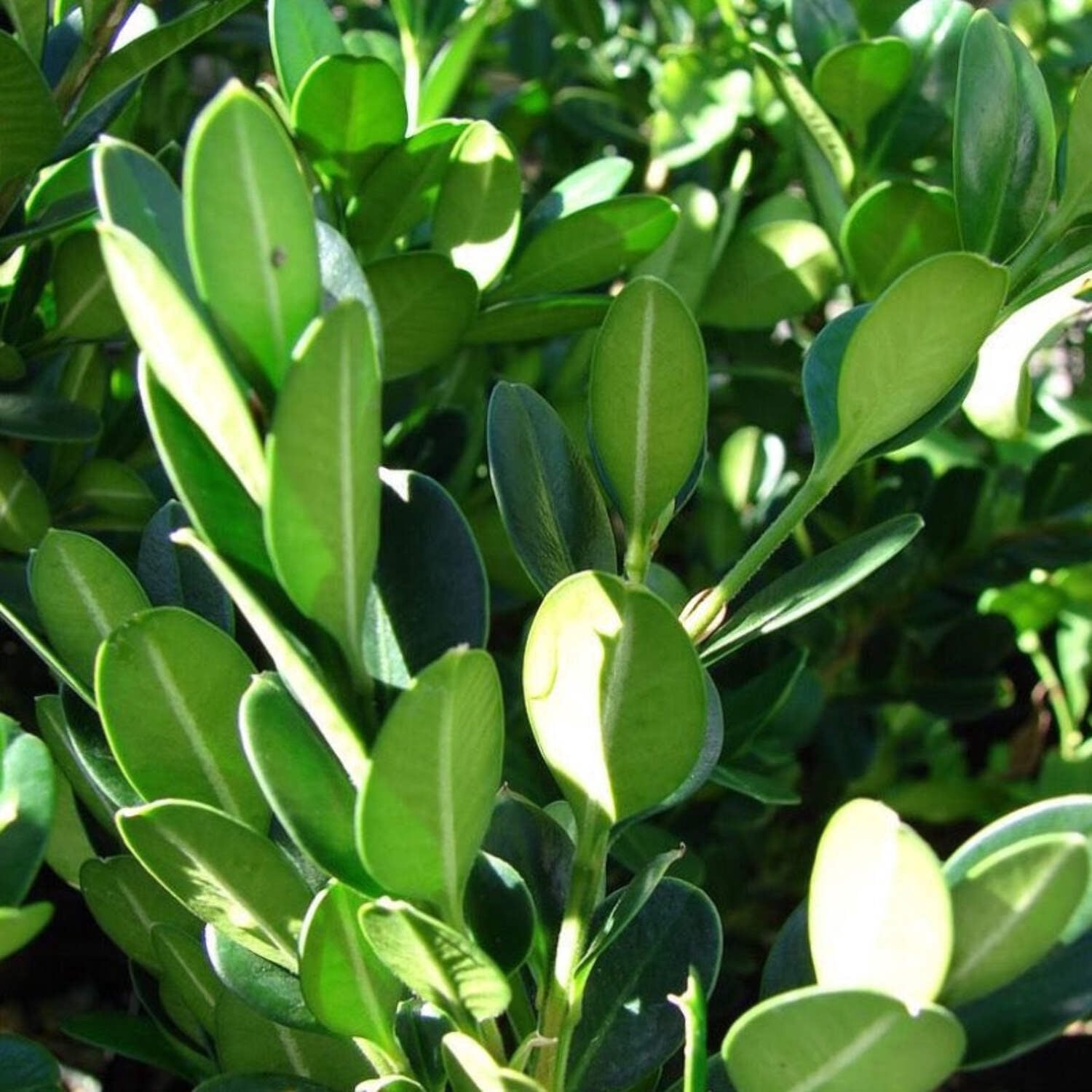 BUXUS NewGen Independence® ~ Boxwood - 3 Gallon Pot - Walmart.com