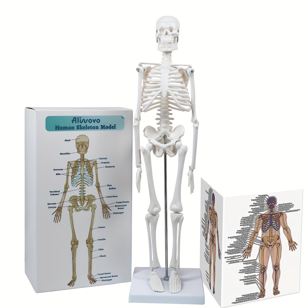 Newest Design Human Skeleton Model for Anatomy, 17.7" High Scientific ...