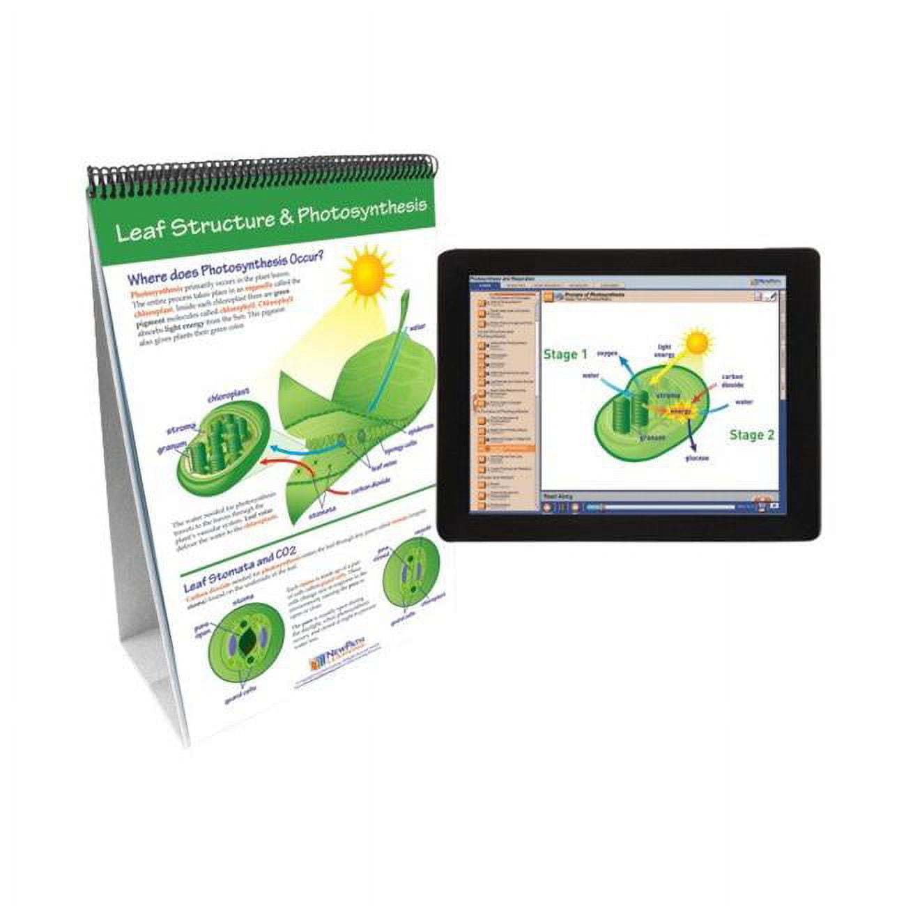 Newpath 2026453 Learning Photosynthesis & Cellular Respiration Flip ...