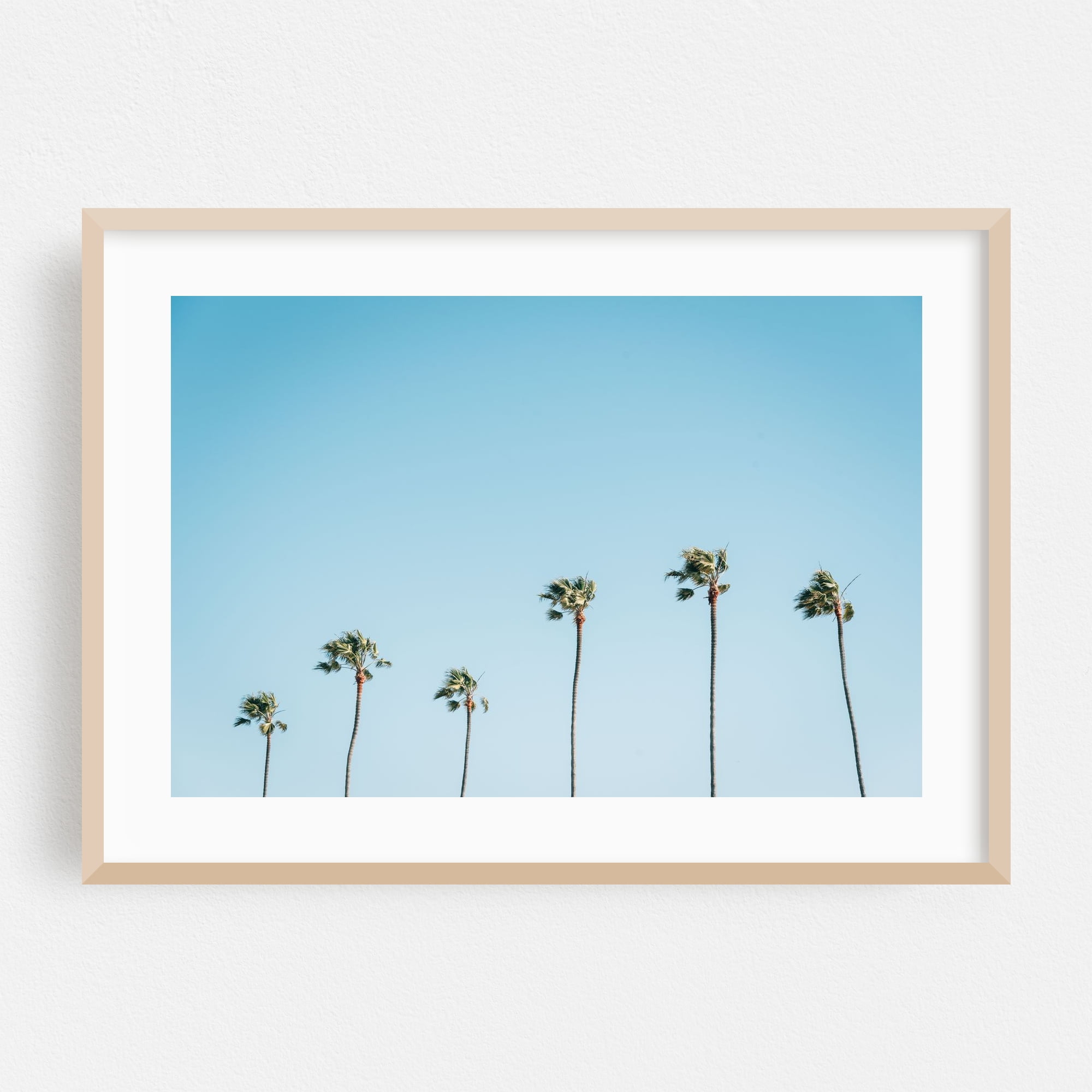 Newport Beach Palms 02 - Newport Beach California Photography Palm Tree ...