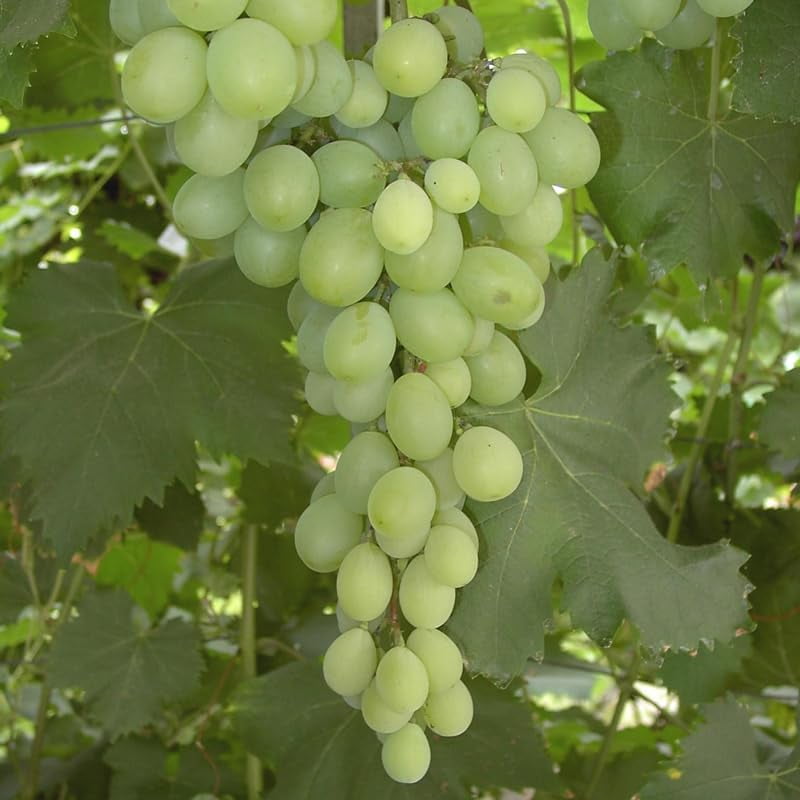 Niagara Green Grape Plant - Live Plant Start - Grow your own Edible ...