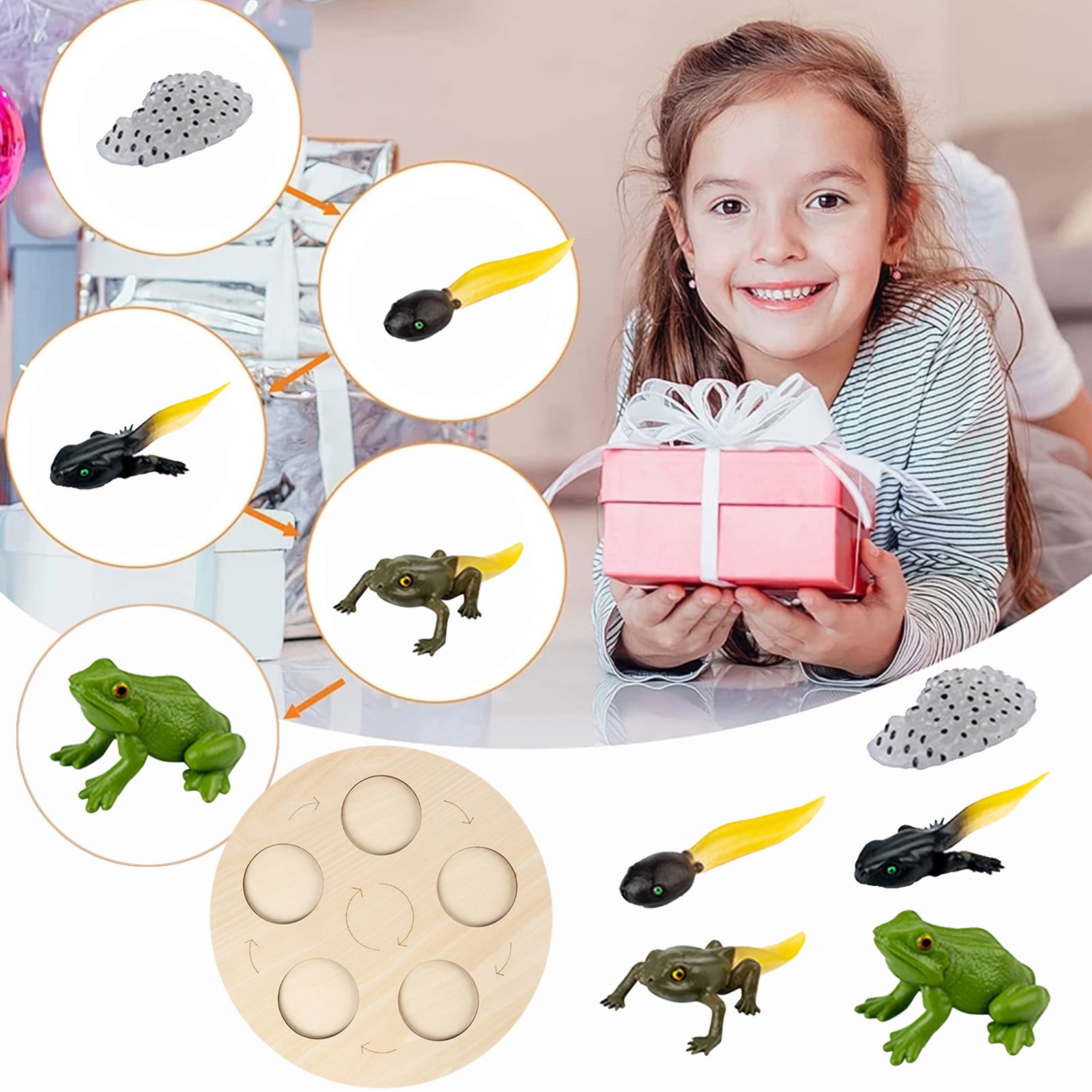 Niaviben Education Frog Life Cycle Of A Growth Stage Model Educational ...