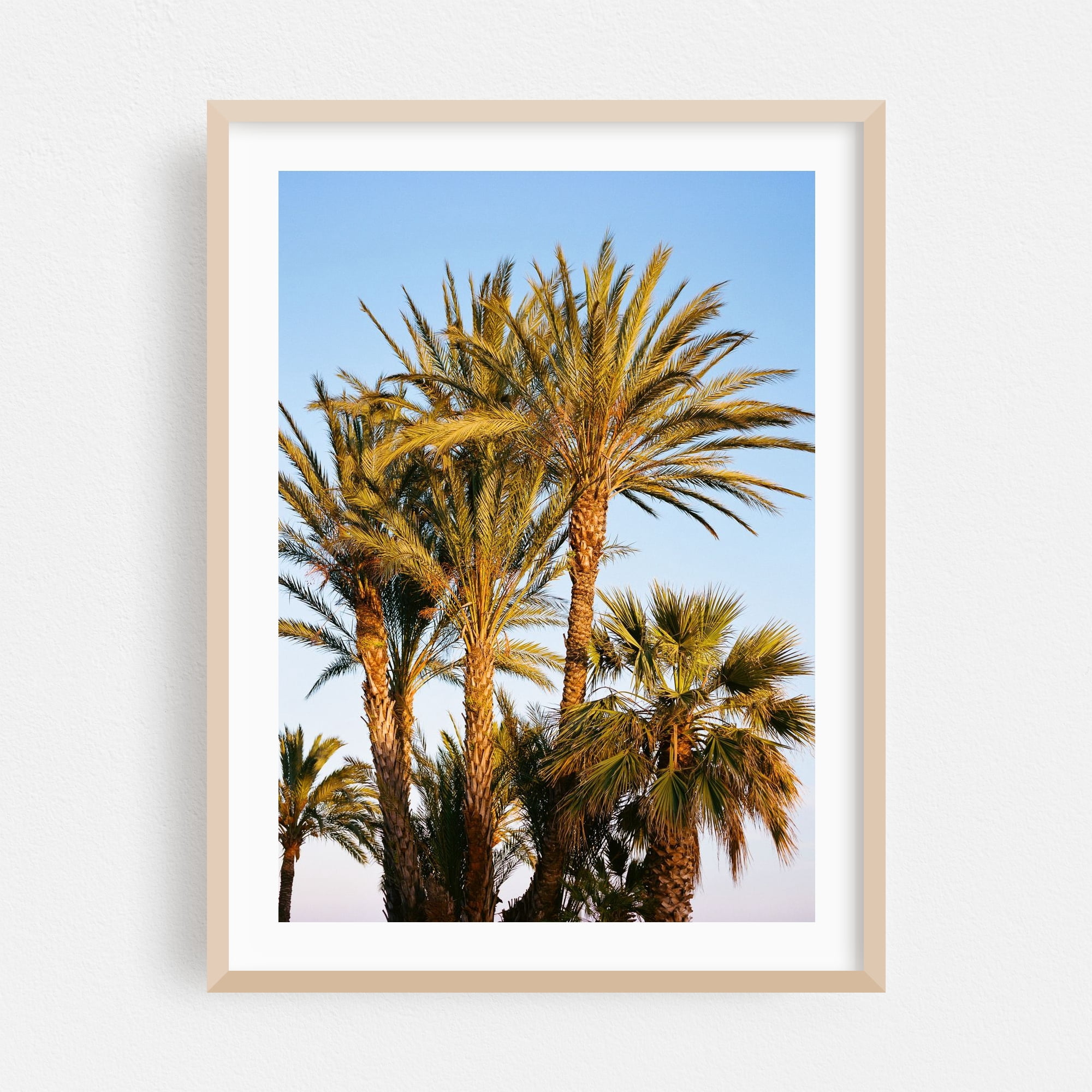 Nice France V - Nice Provence-Alpes-Côte d'Azur France Photography Palm ...
