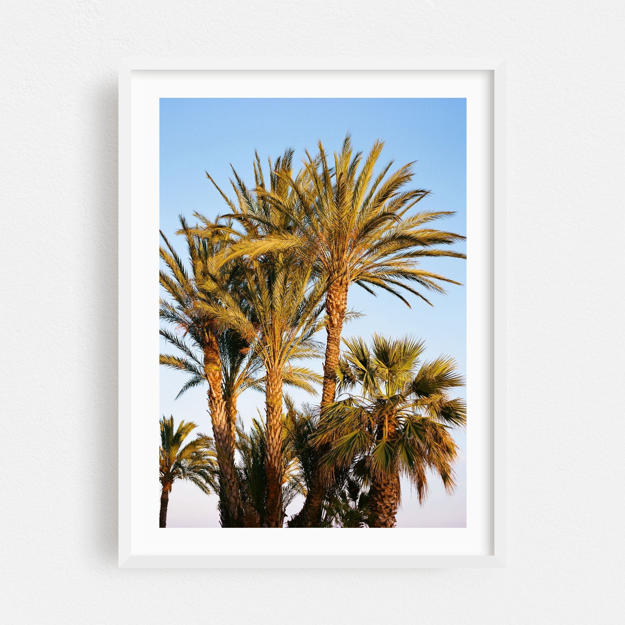 Nice France V - Nice Provence-Alpes-Côte d'Azur France Photography Palm ...