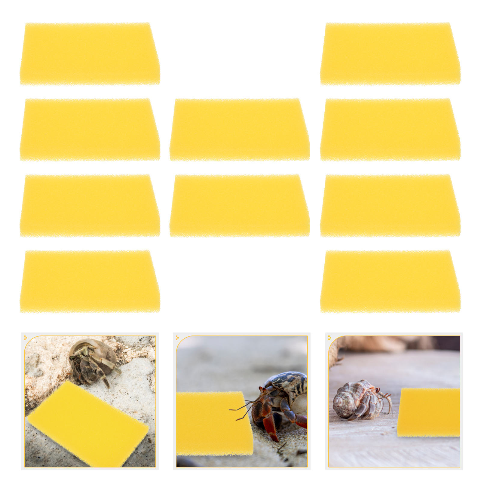 Freshwater Sponge