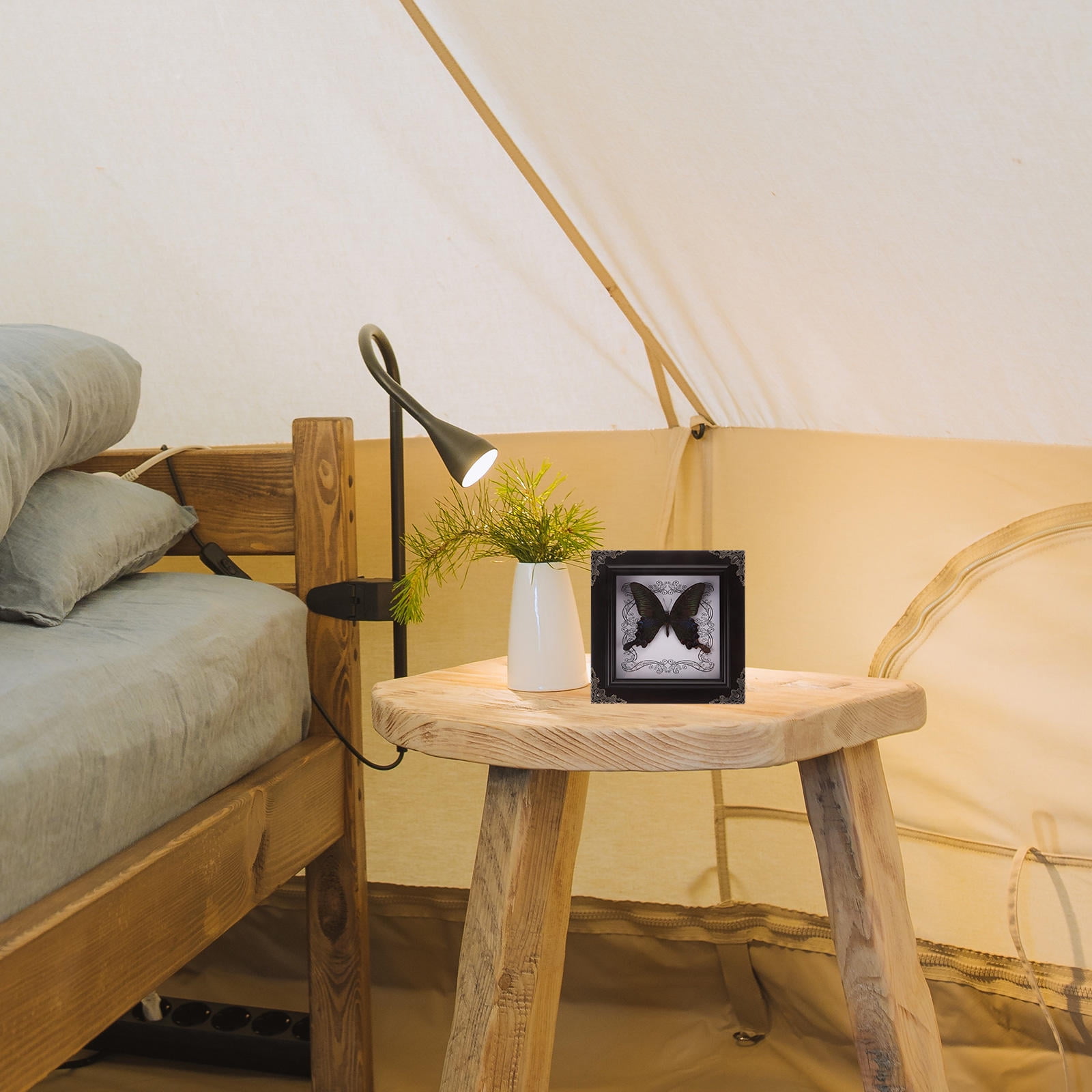 Pinned Butterfly Display