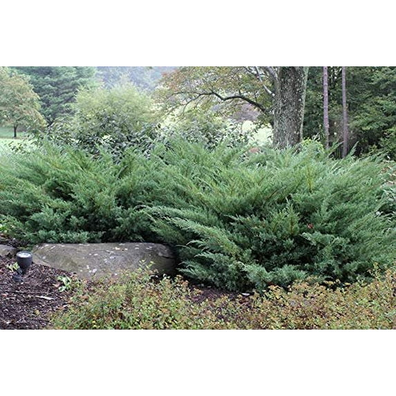 Nicks Compacta 3 Live Extra Large 3 Gallon Plants Indoor and Outdoor ...