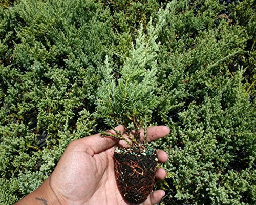 Nicks Compacta Juniper - 30 Live Plants - Drought Tolerant Cold Hardy ...