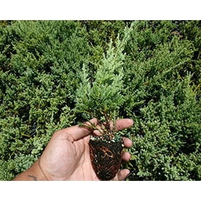 Andorra Compacta Juniper
