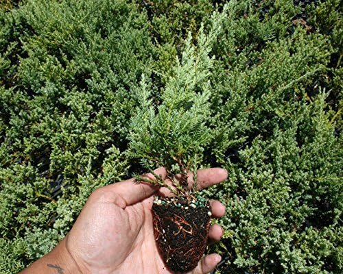 Nicks Compacta Juniper - 30 Live Plants - Drought Tolerant Cold Hardy ...