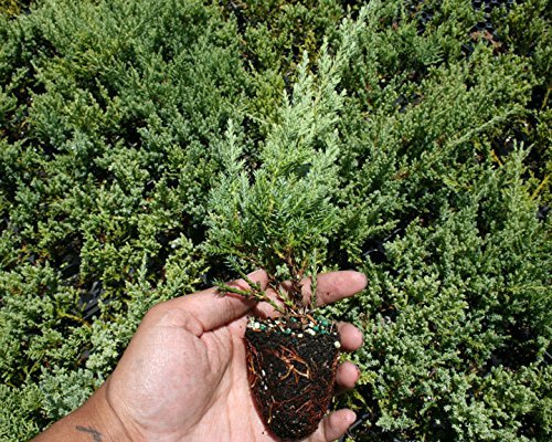Nicks Compacta Juniper - 60 Live Plants - Drought Tolerant Cold Hardy ...