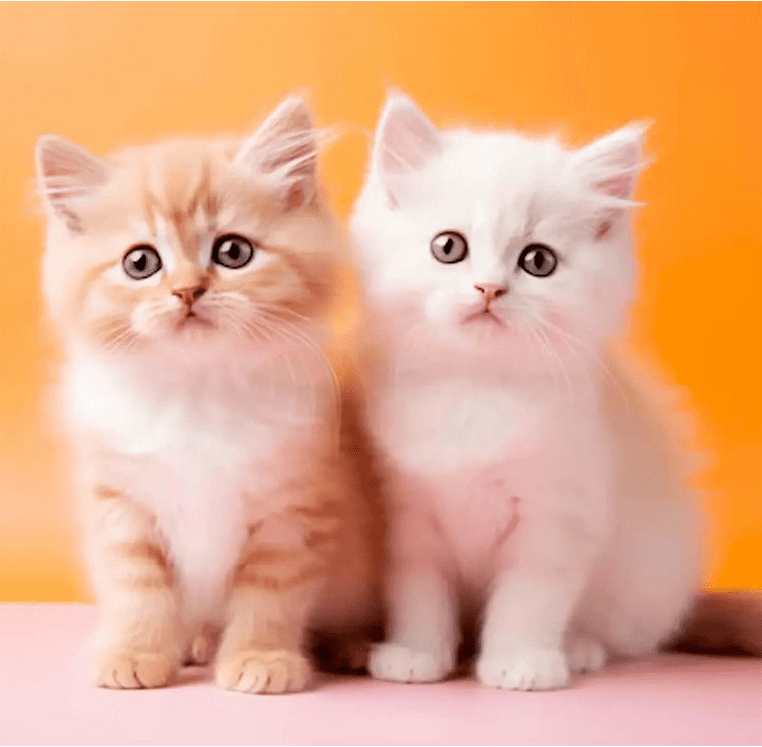 Nico Robot Cat, Emotional Companion Toy for Kids and Families, Acting ...