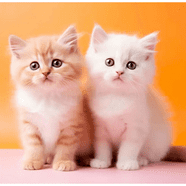 ZURU Pets Alive Smitten Kitten Purple Capsule Cat Surprise - Real ...