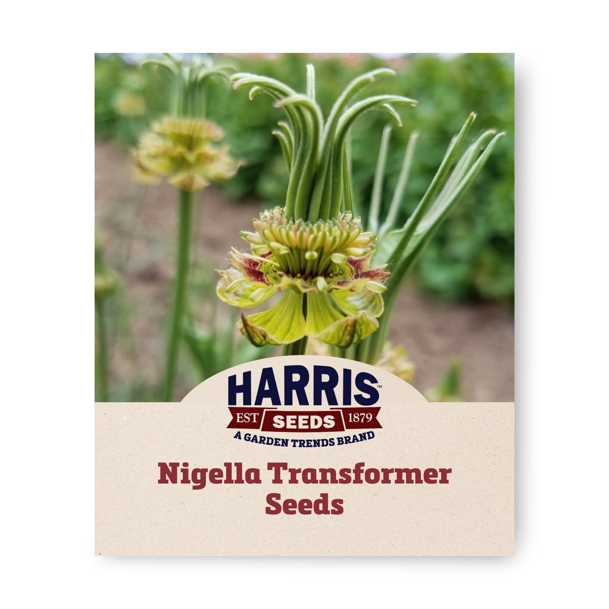 Harris Seeds - Organic Nigella Transformer Seeds - Yellow Bloom - 50 ...