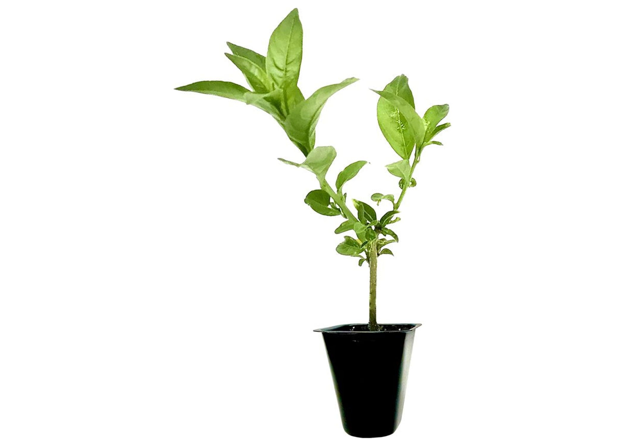 Night Blooming Jasmine I 3 Live Plants I Cestrum Nocturnum Fragrant ...