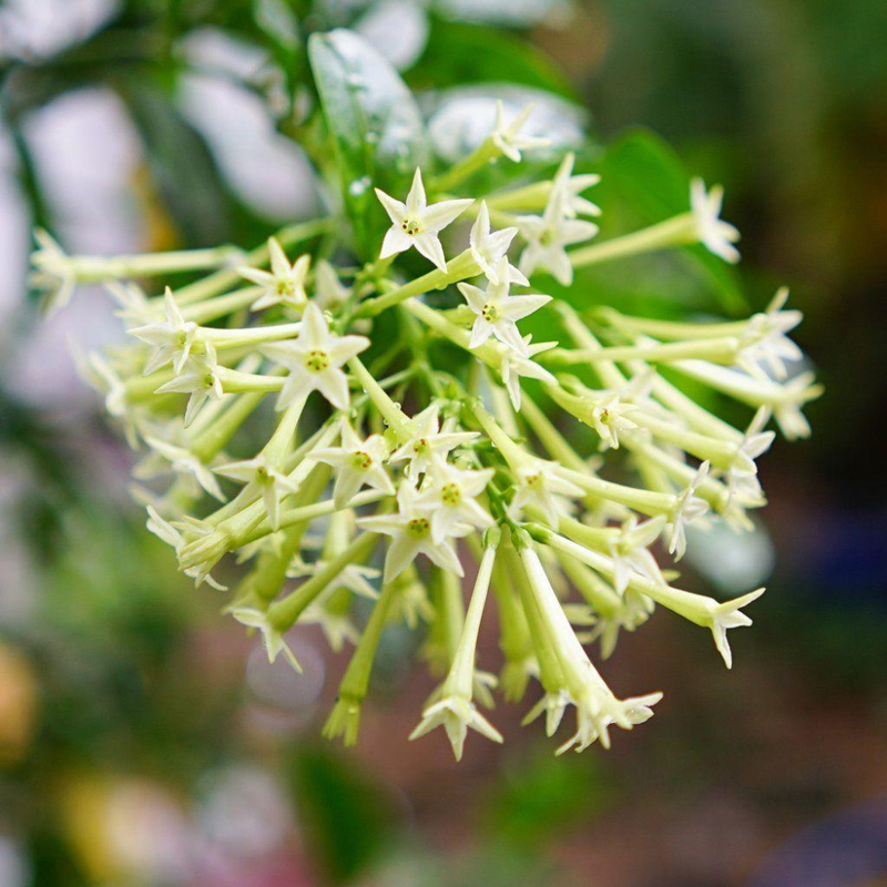 Night Blooming Jasmine Vine