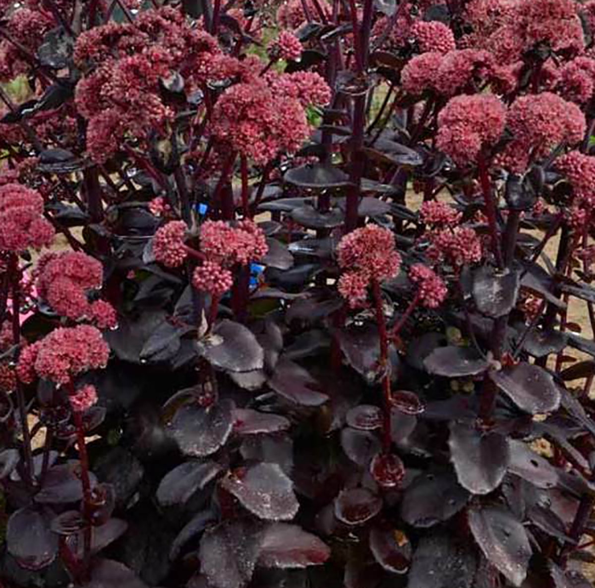 Night Embers Stonecrop - Sedum - 4" Pot - Walmart.com