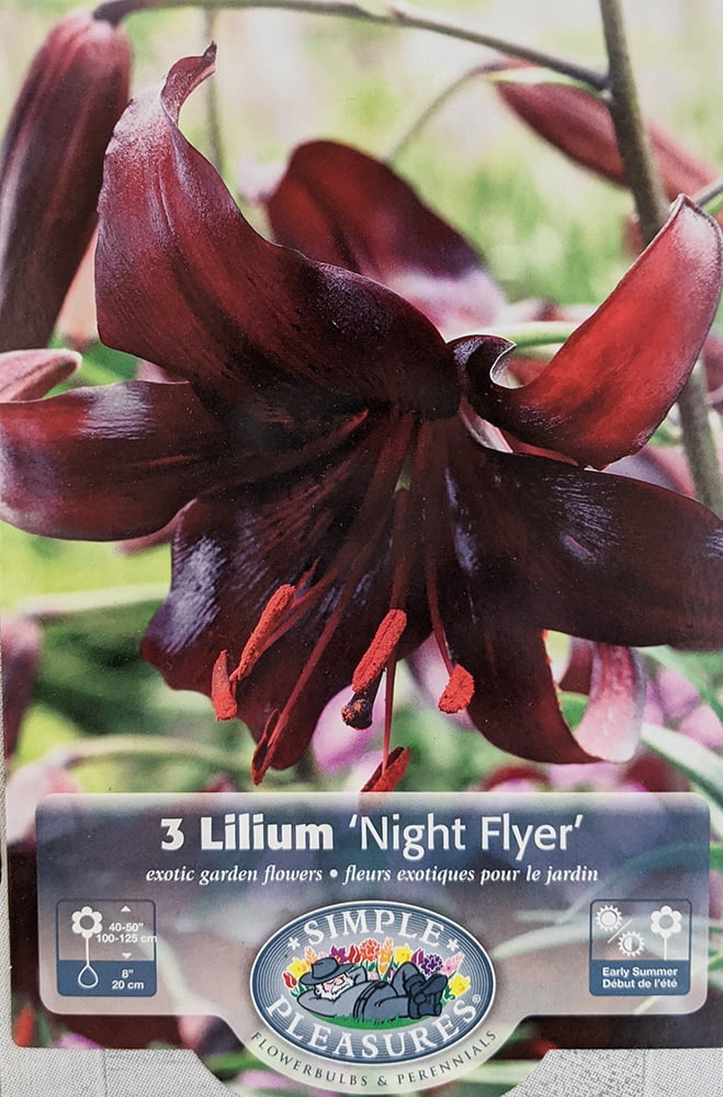 Hirt's Gardens Night Flyer Tiger Lily Bulbs, Black-Red Flowers ...