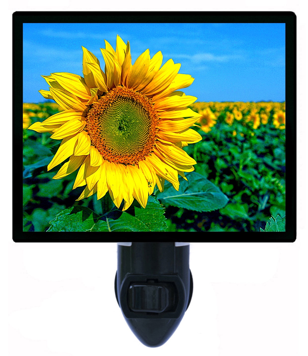 Night Light - Sunflower Field. | Sunflower Theme, Includes Free ...