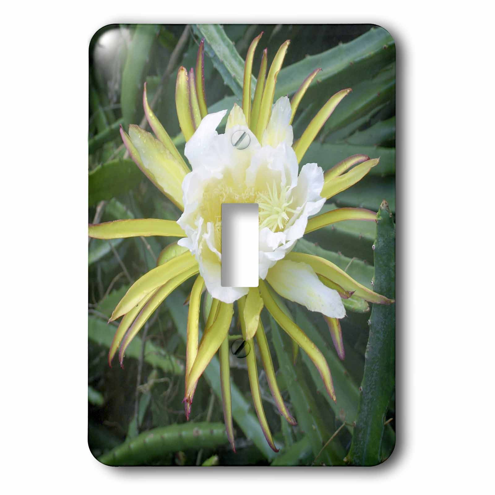 3dRose, Night blooming cereus flower - NA01 DPB0025 - Douglas Peebles ...