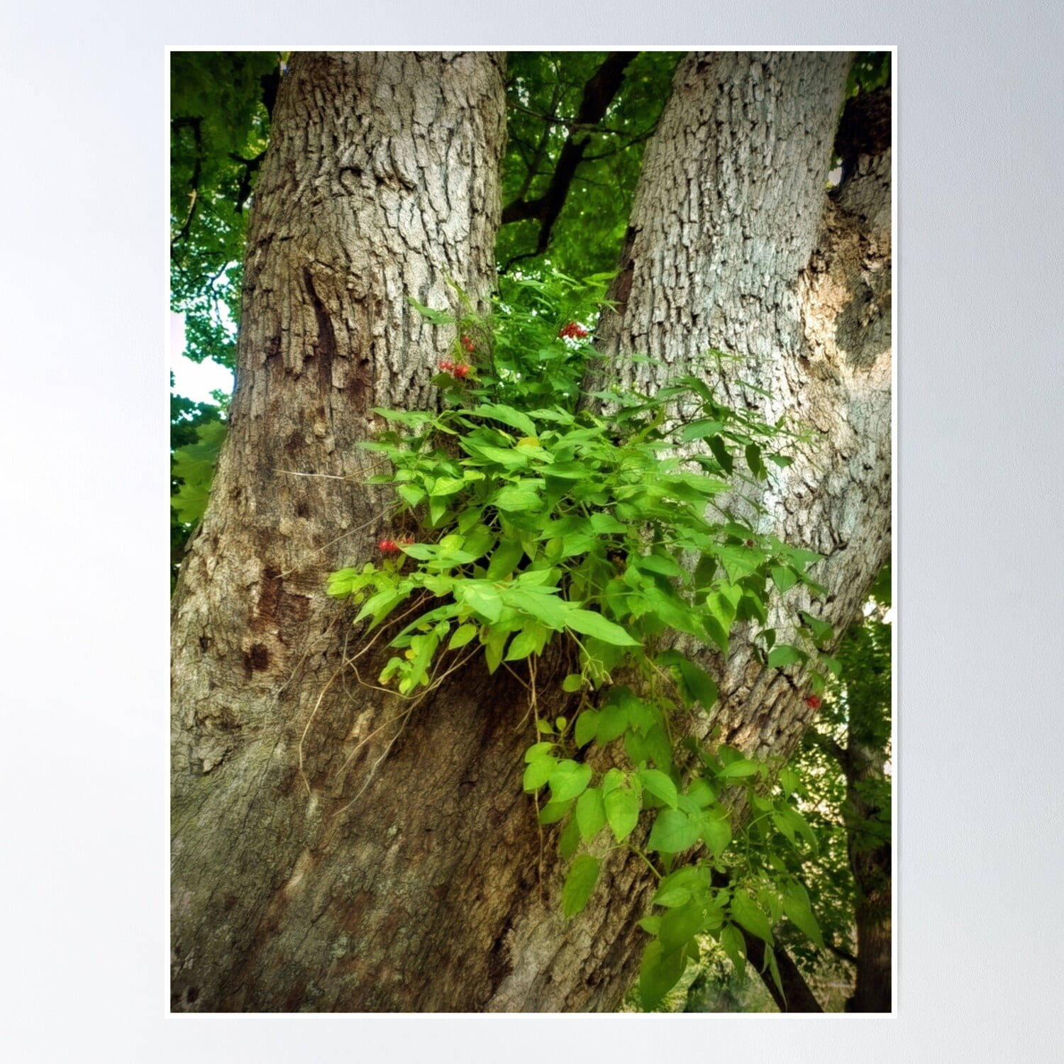 Nightshade Tree Poster Wall Art, Modern Wall Decor, 16x24 UNFRAMED ...