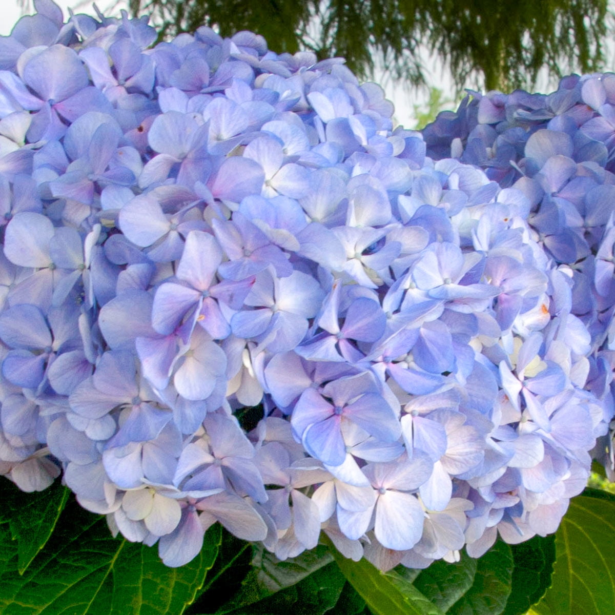 Nikko Blue Hydrangea Dormant Bare Root Flowering Starter Shrub (1-Pack ...
