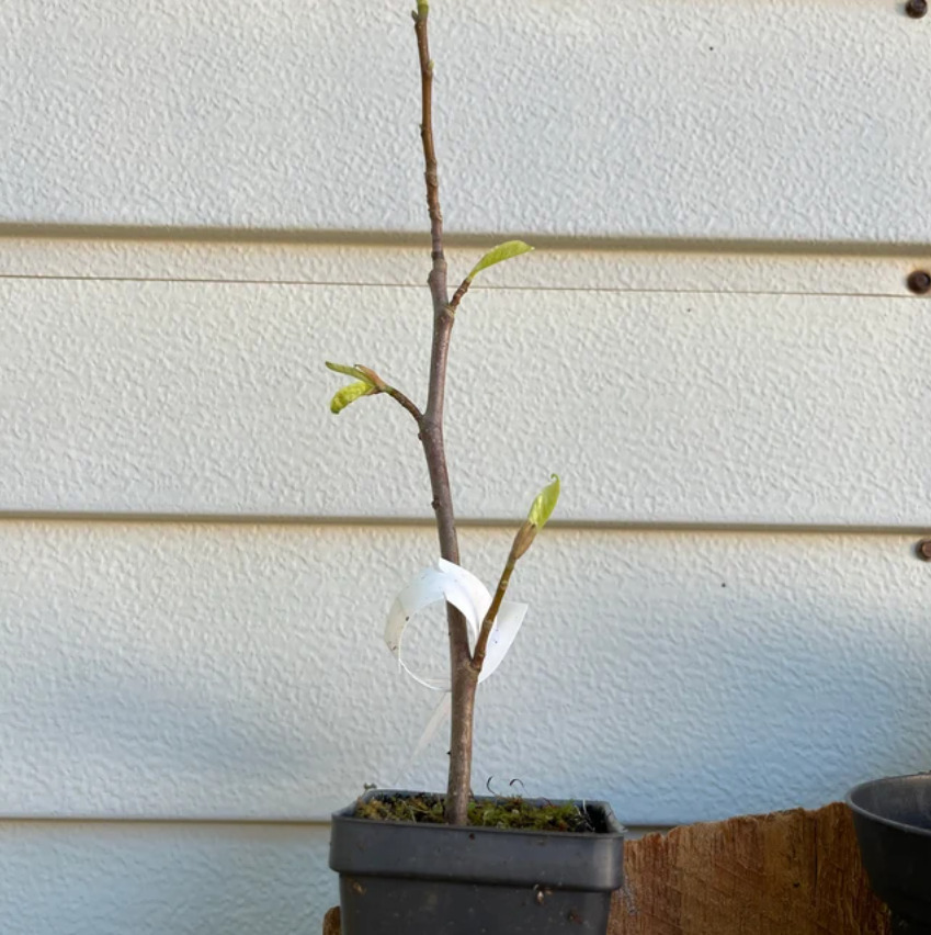 Nikko Blue Mophead Bush - 6-10" Tall Live Plant - 3" Pot - Hydrangea ...