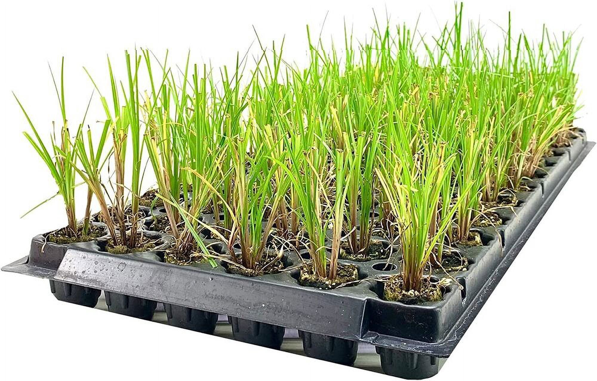 Nile Queen Papyrus | Live Plants | Cyperus Shade - Walmart.com