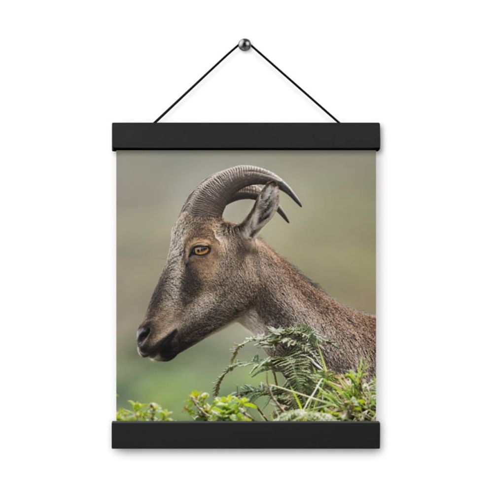 Nilgiri tahr ! - Poster with hangers (Black, 8″×10″) - Walmart.com